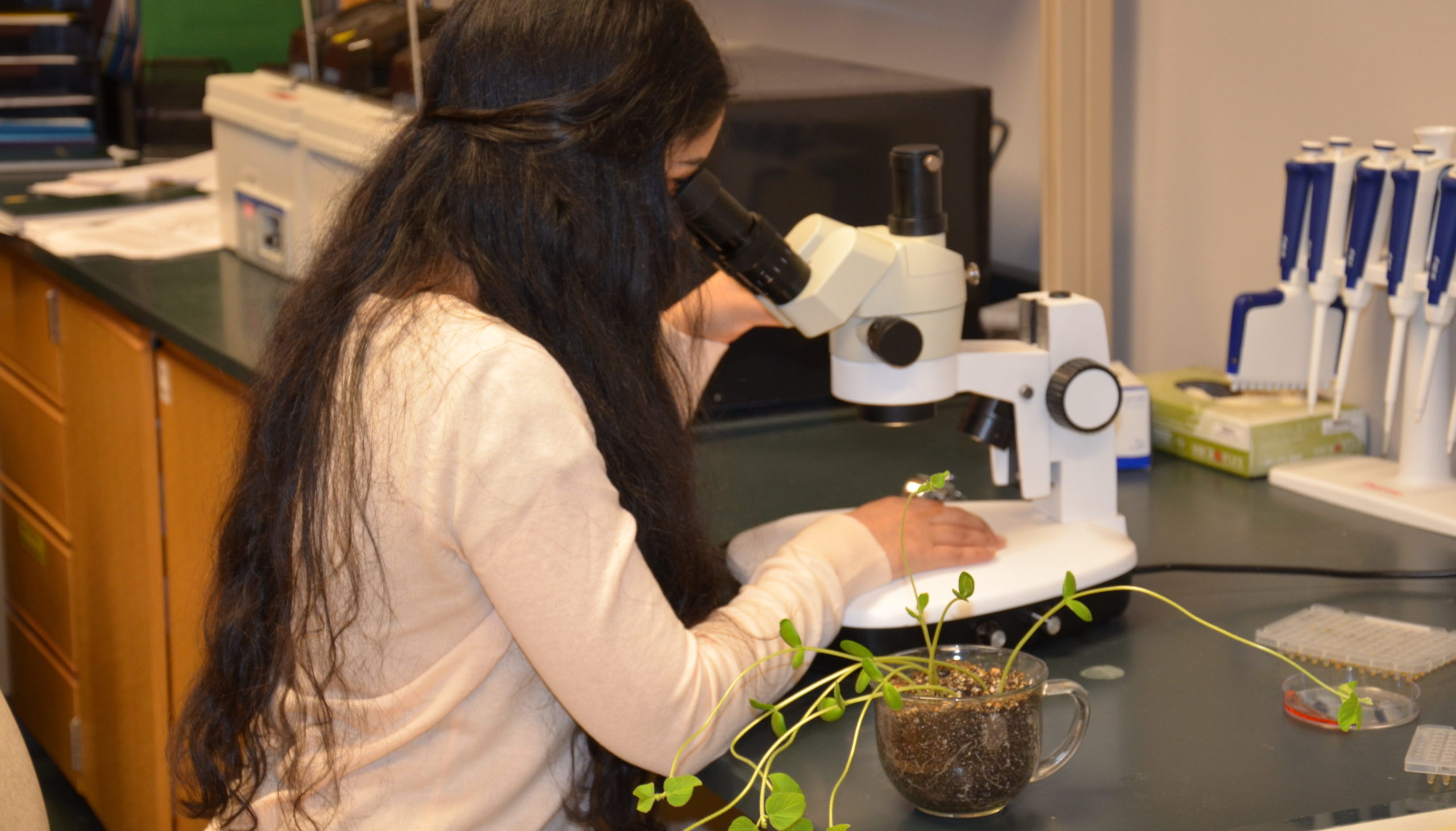 Hewezi Laboratory | Department of Plant Sciences