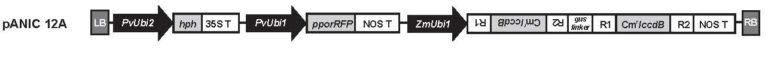 pANIC Vectors | Department of Plant Sciences