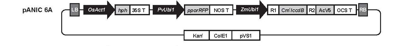pANIC Vectors | Department of Plant Sciences
