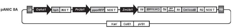 pANIC Vectors | Department of Plant Sciences