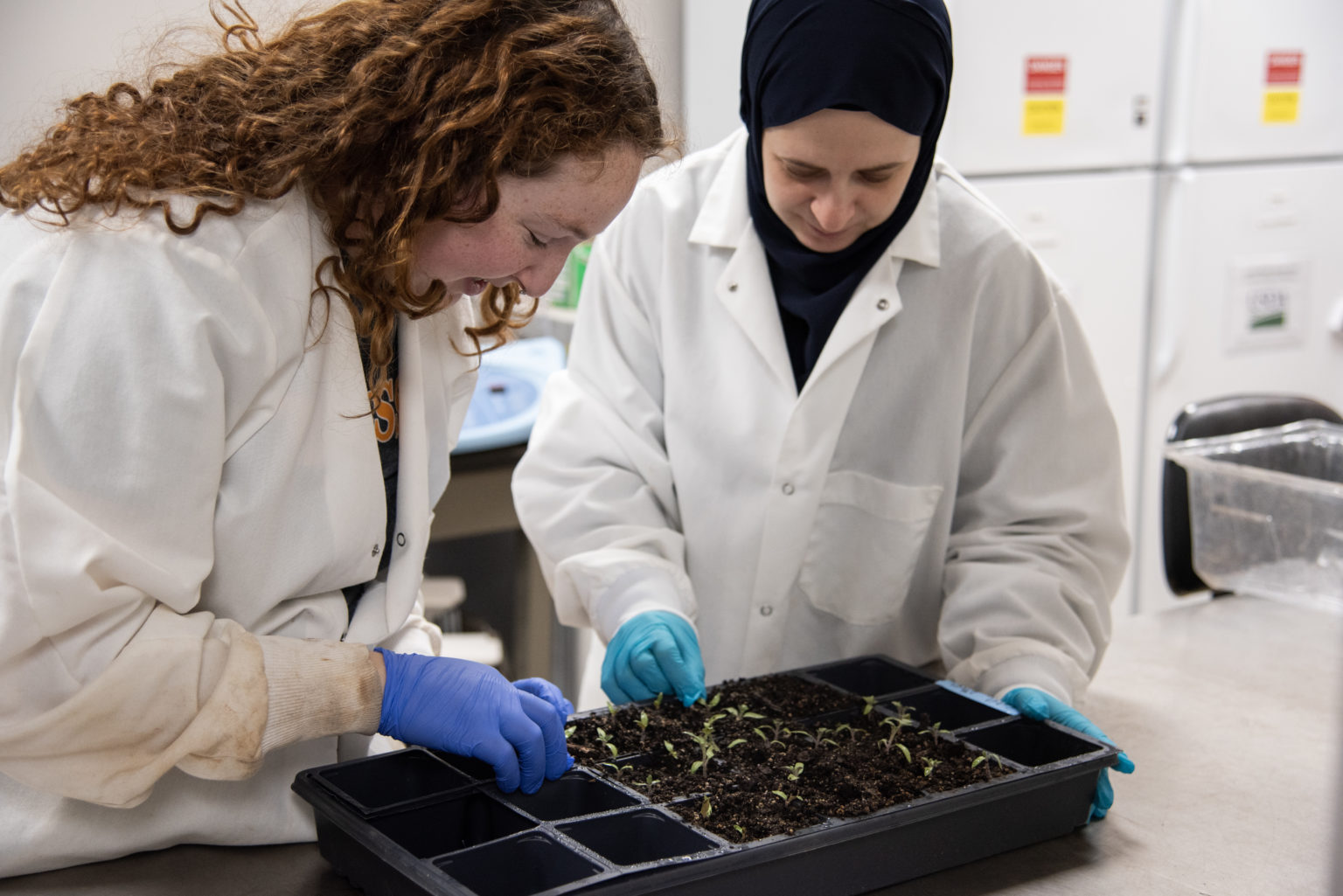 Hewezi Laboratory | Department of Plant Sciences